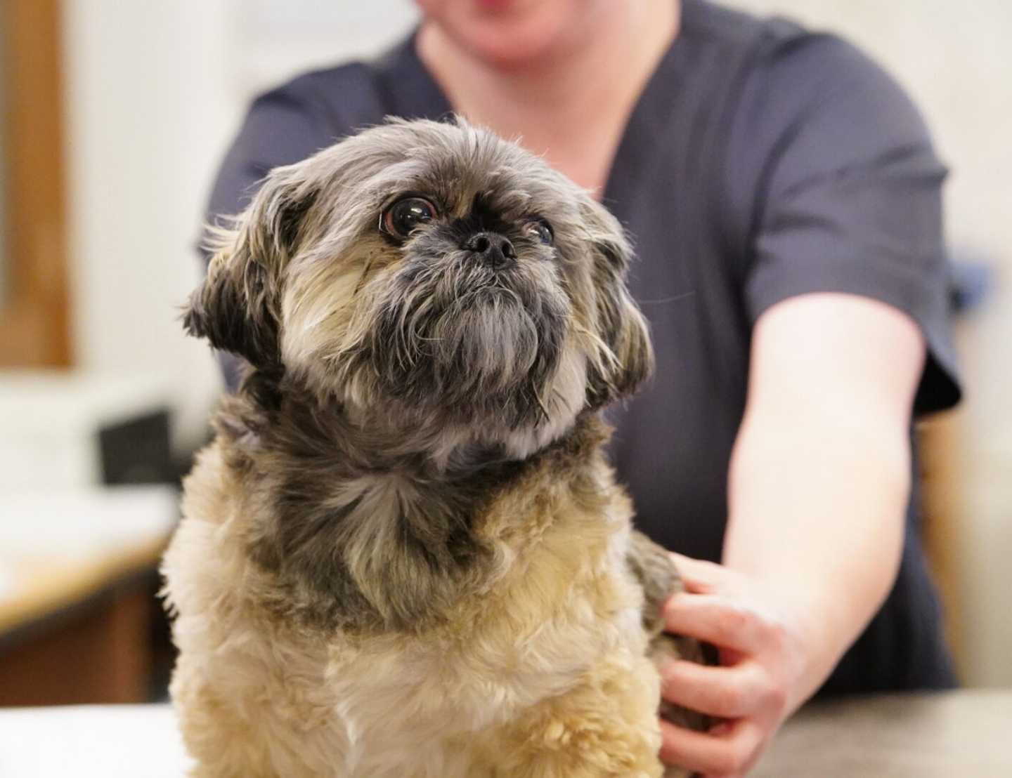 Lifelong Care - Small Animal Vets Cumbria | Rowcliffe Vets