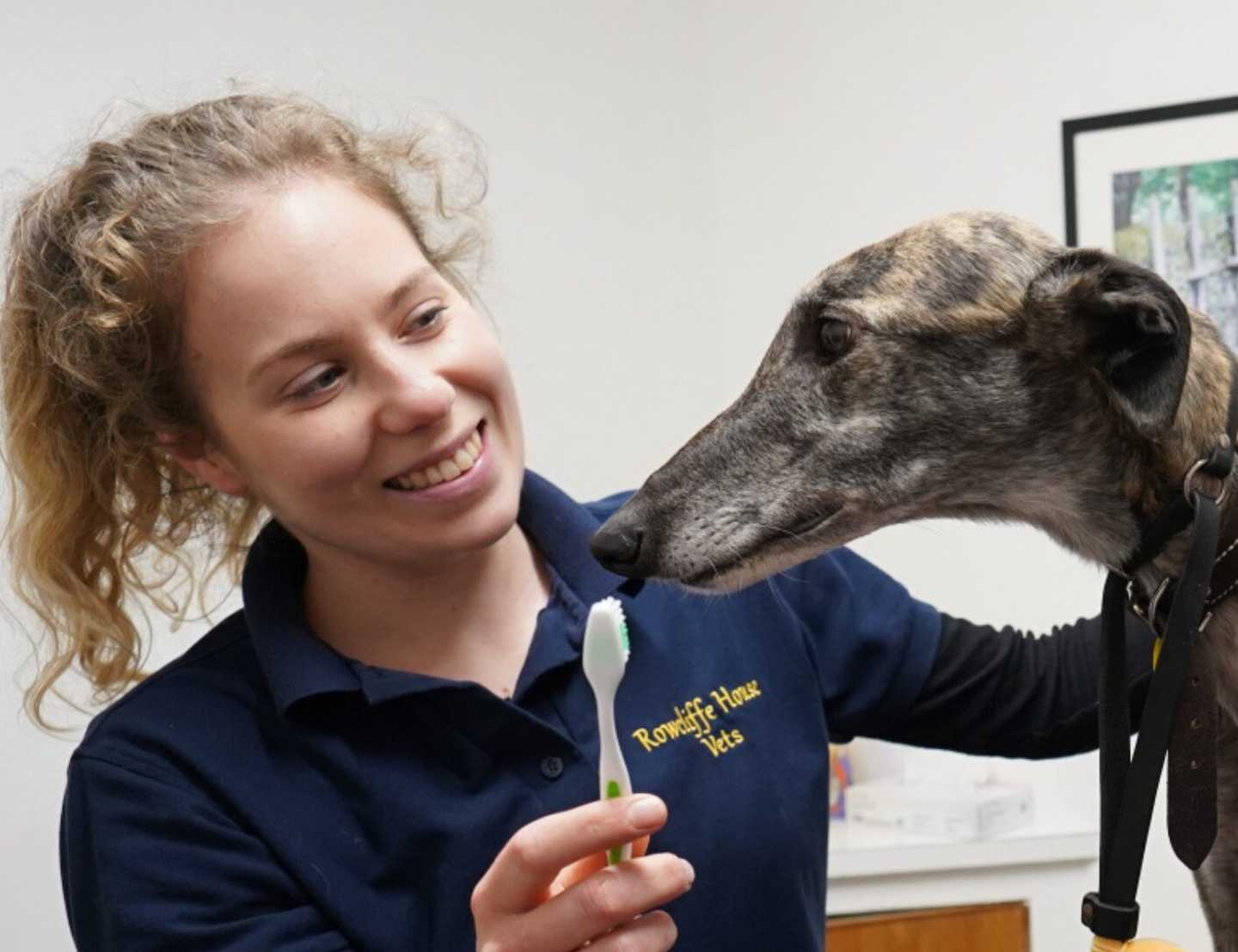 Lifelong Care - Small Animal Vets Cumbria | Rowcliffe Vets
